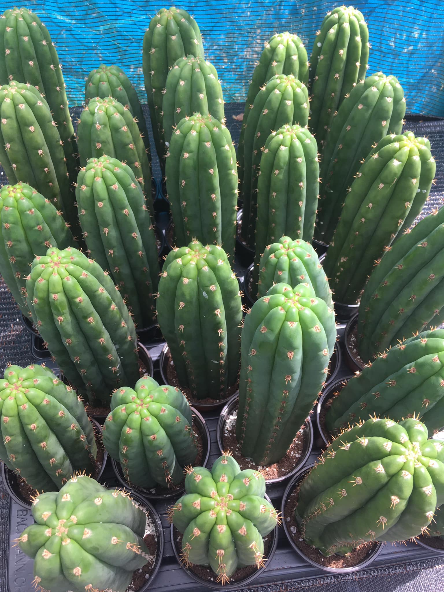Tricholand - Trichocereus Pachanoi Wholesale